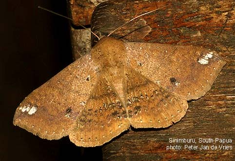 Papua Insects Foundation (Lepidoptera/Erebidae (Erebinae, Hulodini ...